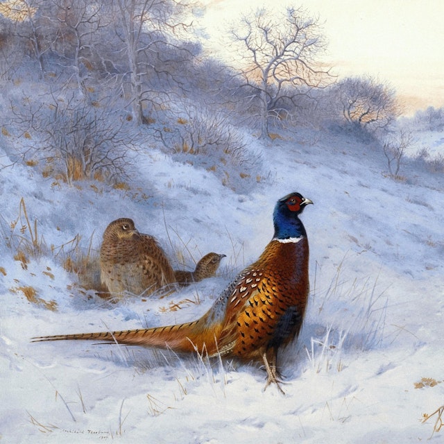 Hunt in Czech Republic/Europe, Czech Republic - Availability on GunsOnPegs