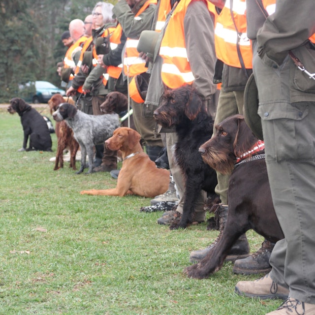 Hunt in Czech Republic/Europe, Czech Republic - Availability on GunsOnPegs